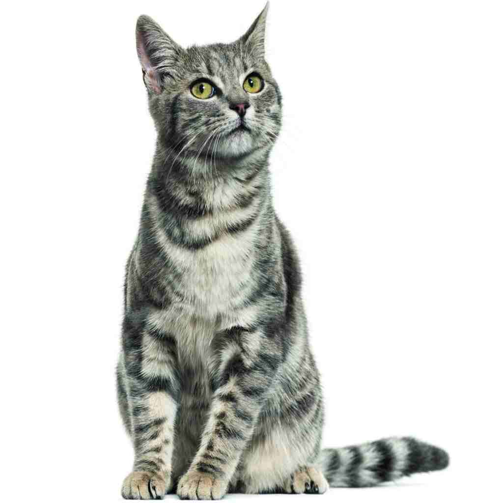 Micro Personalised Cardboard Pet Cutout