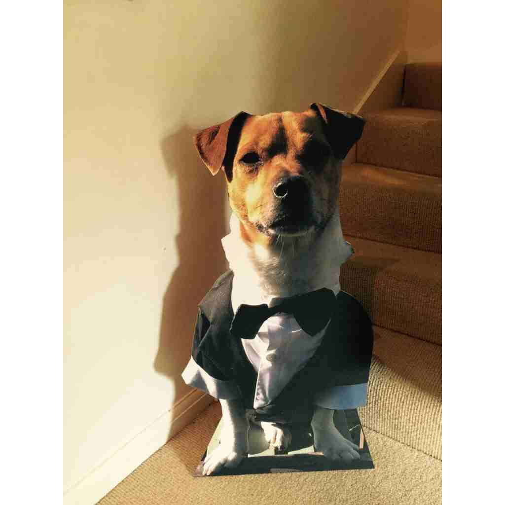 Standard Personalised Cardboard Pet Cutout